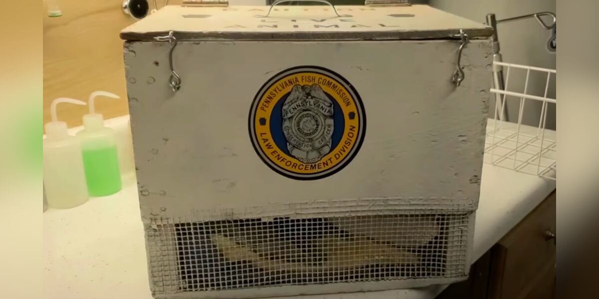 Wildlife Center Receives Mysterious Box With ‘Deafening’ Surprises ...