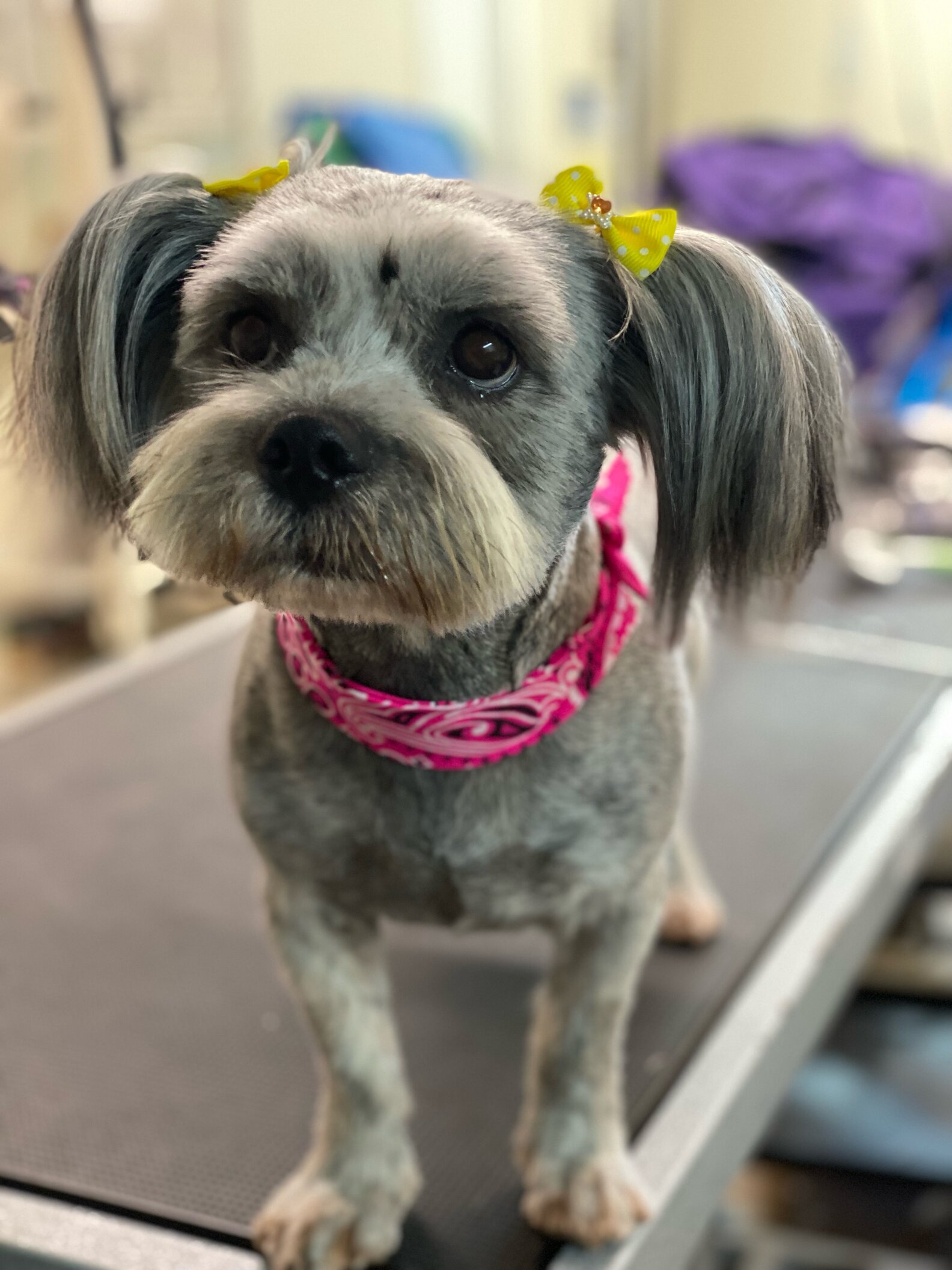Woman Finds Ball Of Matted Fluff Living In Ditch And Reaches Out To ...
