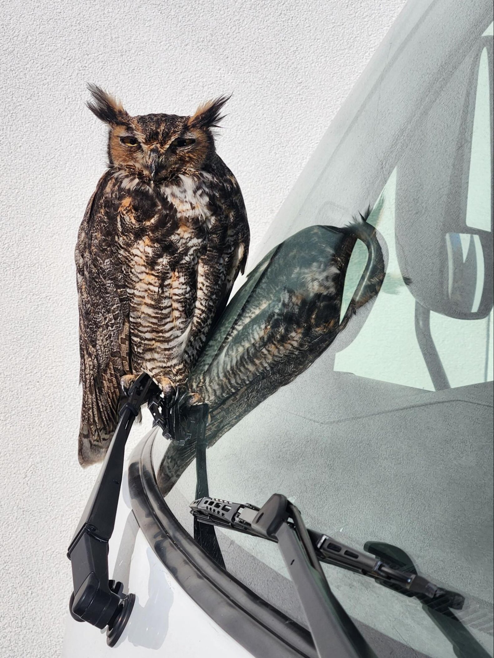 Driver Finds Living 'Ornament' On The Windshield Wiper Of Delivery ...