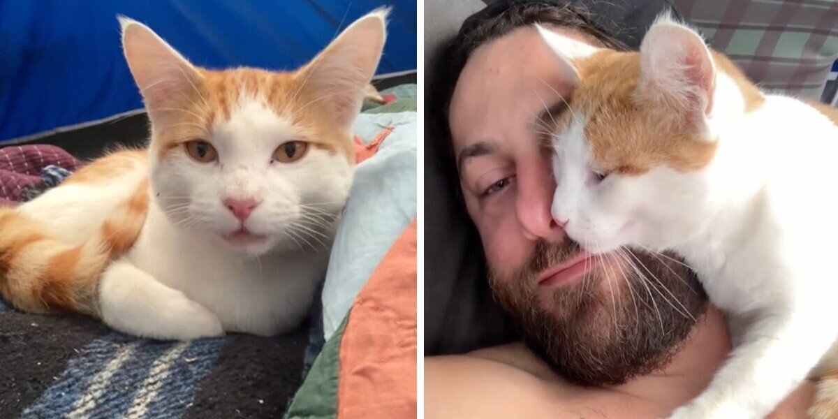 Kitten Wanders Into Camper's Tent And Demands To Be Snuggled - The Dodo