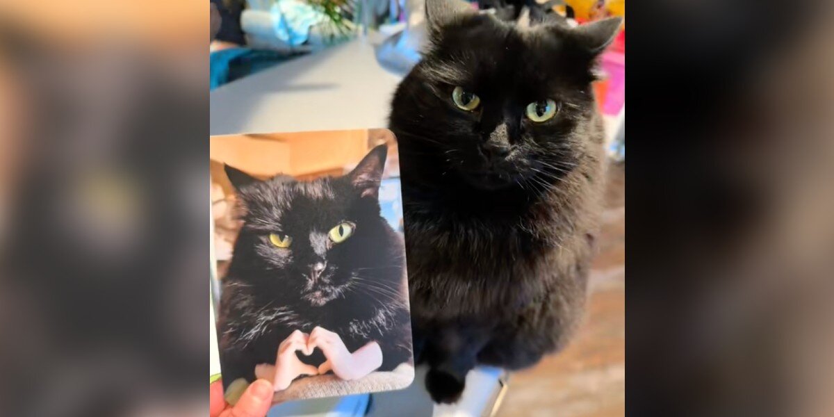 Embarrassed Cat Forced To Send Apology Card After Vet Visit Goes Wrong ...