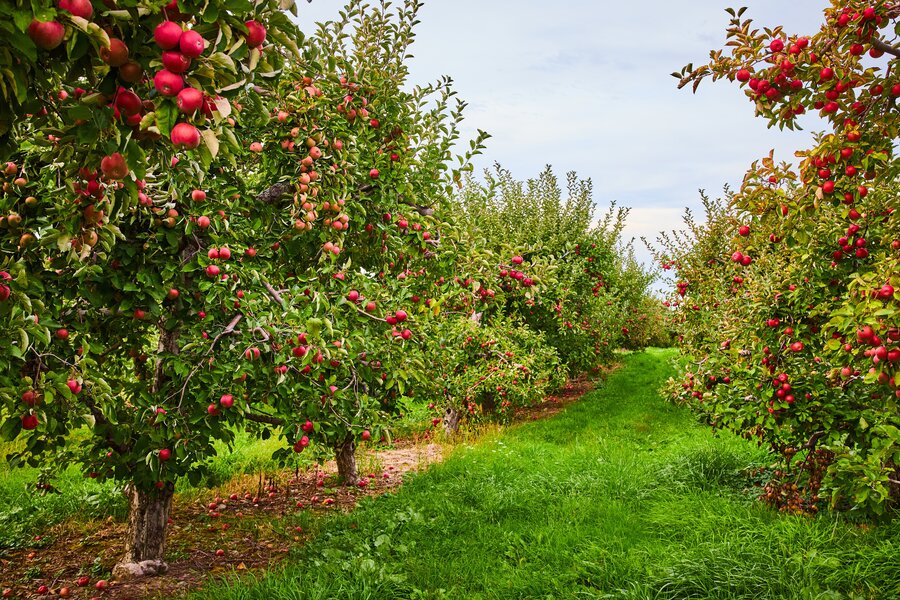 Apple Picking Farms and Orchards Near NYC - Thrillist