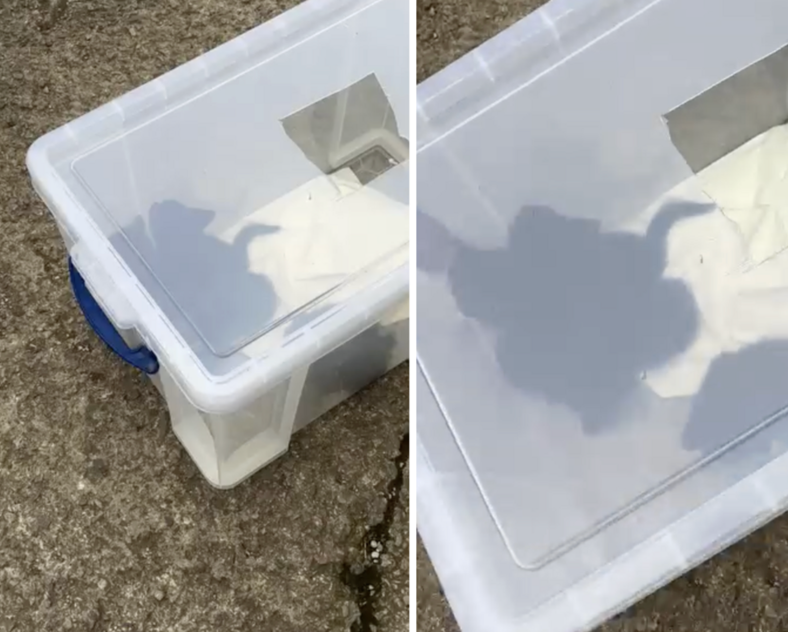 Man Spots Fuzzy Lumps In Plastic Box — Then Realizes What's Actually ...