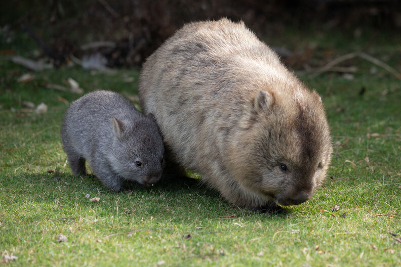 Hikers Gush With Delight After A Closer Look At Wild Animal's Rear End ...