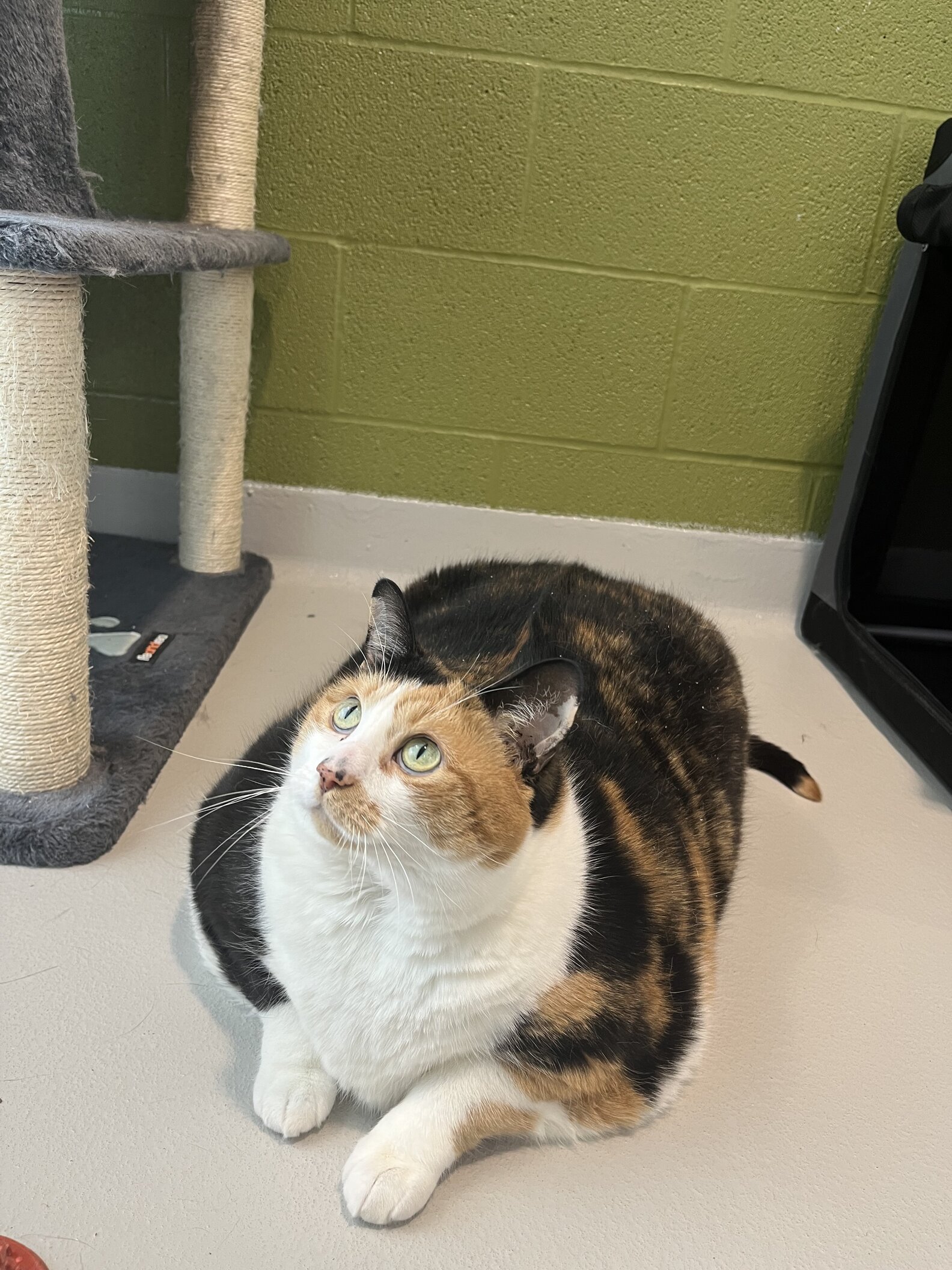 27-Pound Shelter Cat Has No Idea She's As Chonky As She Is - The Dodo