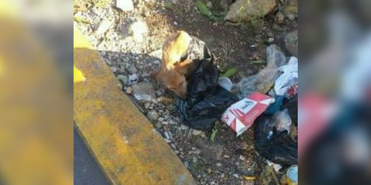 Sanitation Worker Opens Garbage Bag And Finds Someone Barely Alive ...