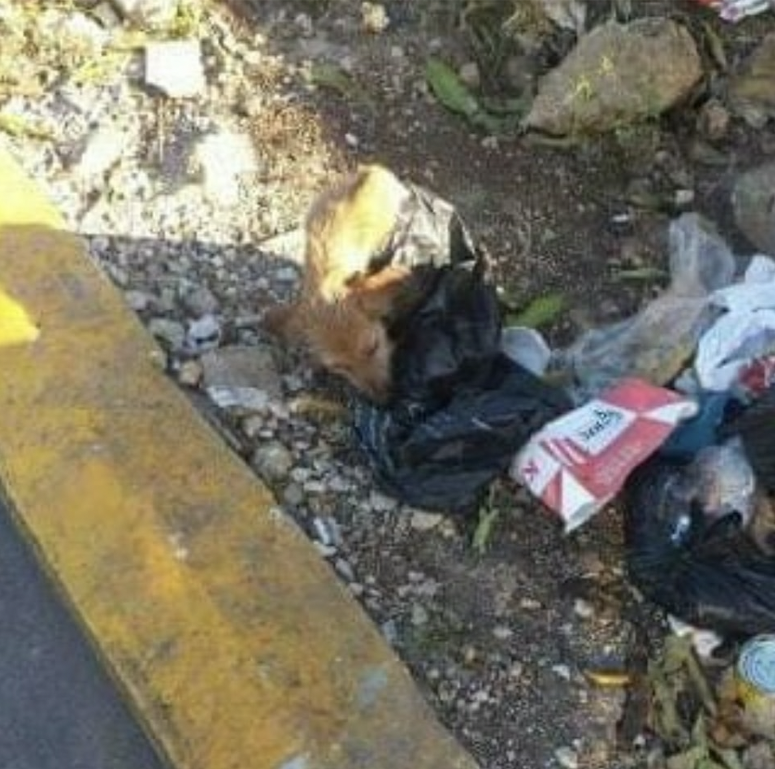 Sanitation Worker Opens Garbage Bag And Finds Someone Barely Alive ...