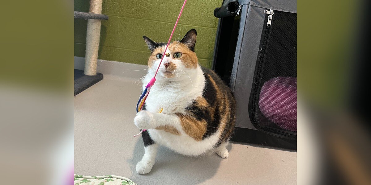 27-Pound Shelter Cat Has No Idea She's As Chonky As She Is - The Dodo
