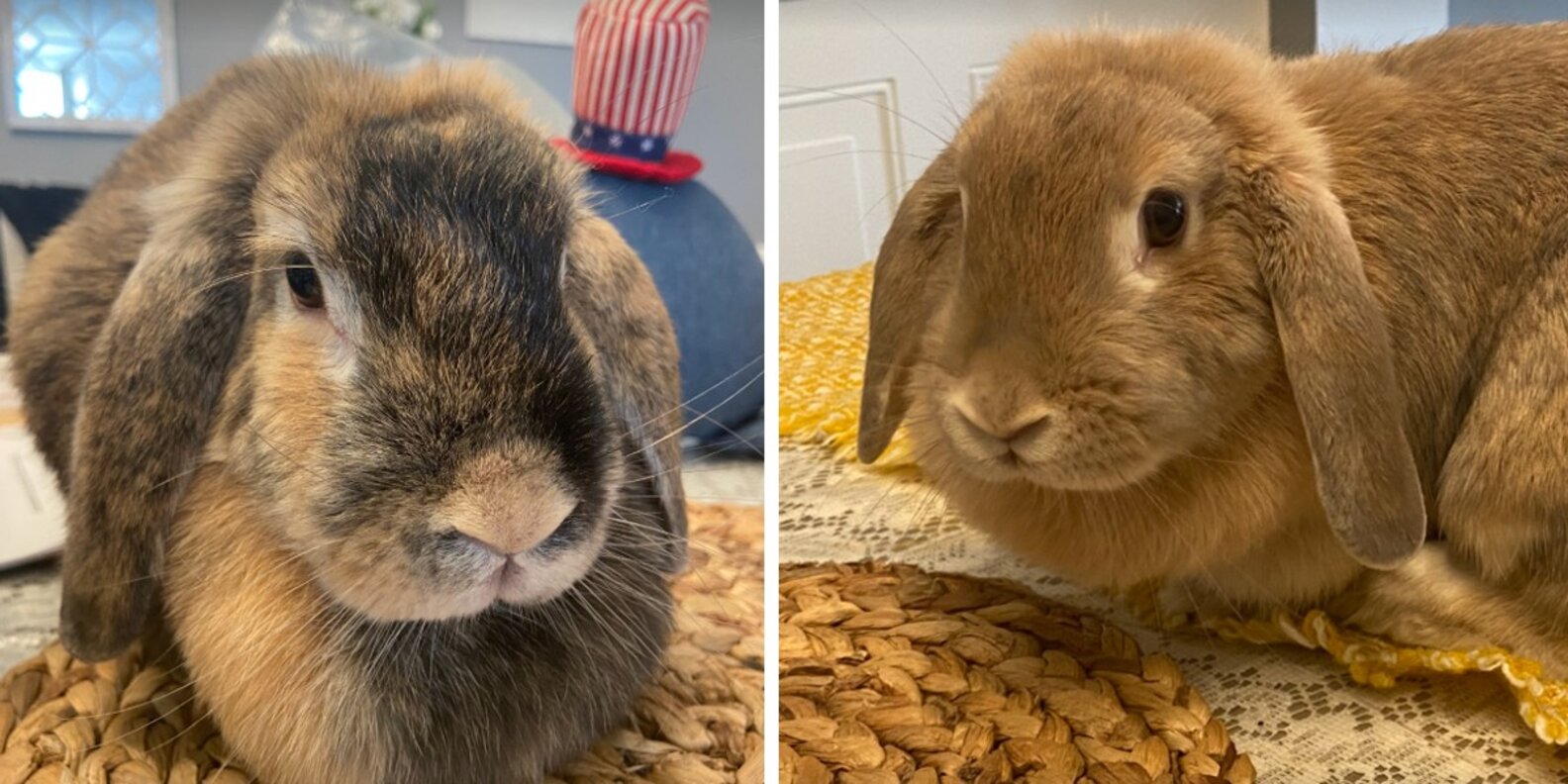 Sisters Arrive At Airbnb And Find Two Abandoned Bunnies Hiding In The ...
