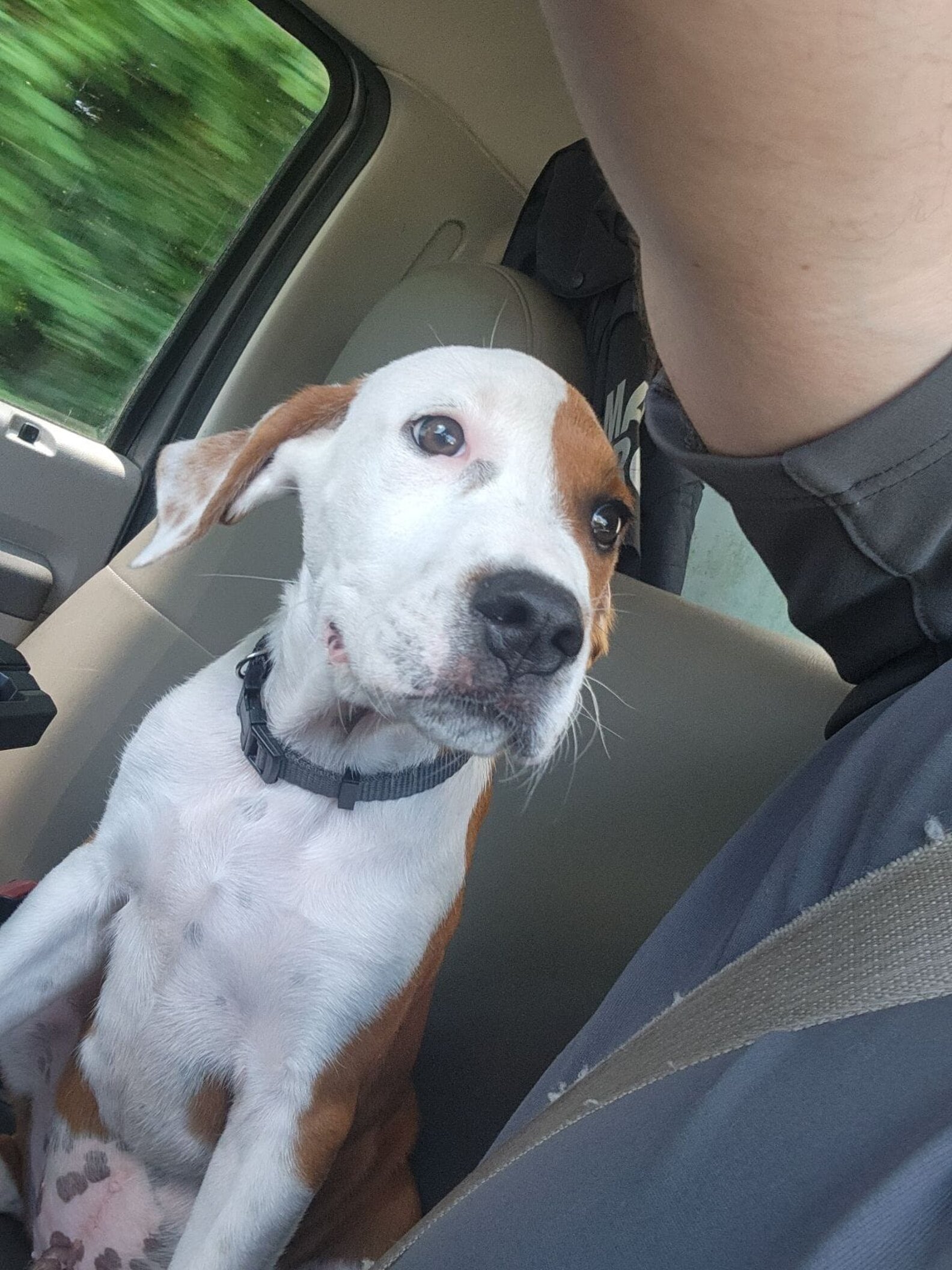 Rescuer Spots Wire Crate On Road — Then Sees Someone Trapped Inside ...