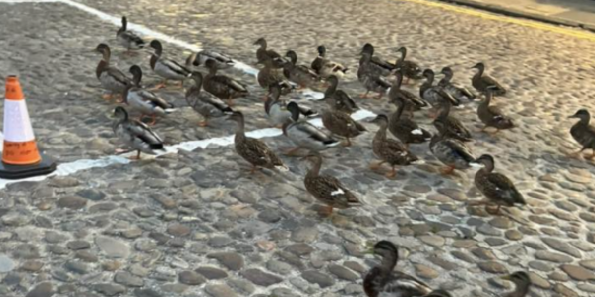Community Comes Together To Help Ducks Cross The Streets Each Night ...