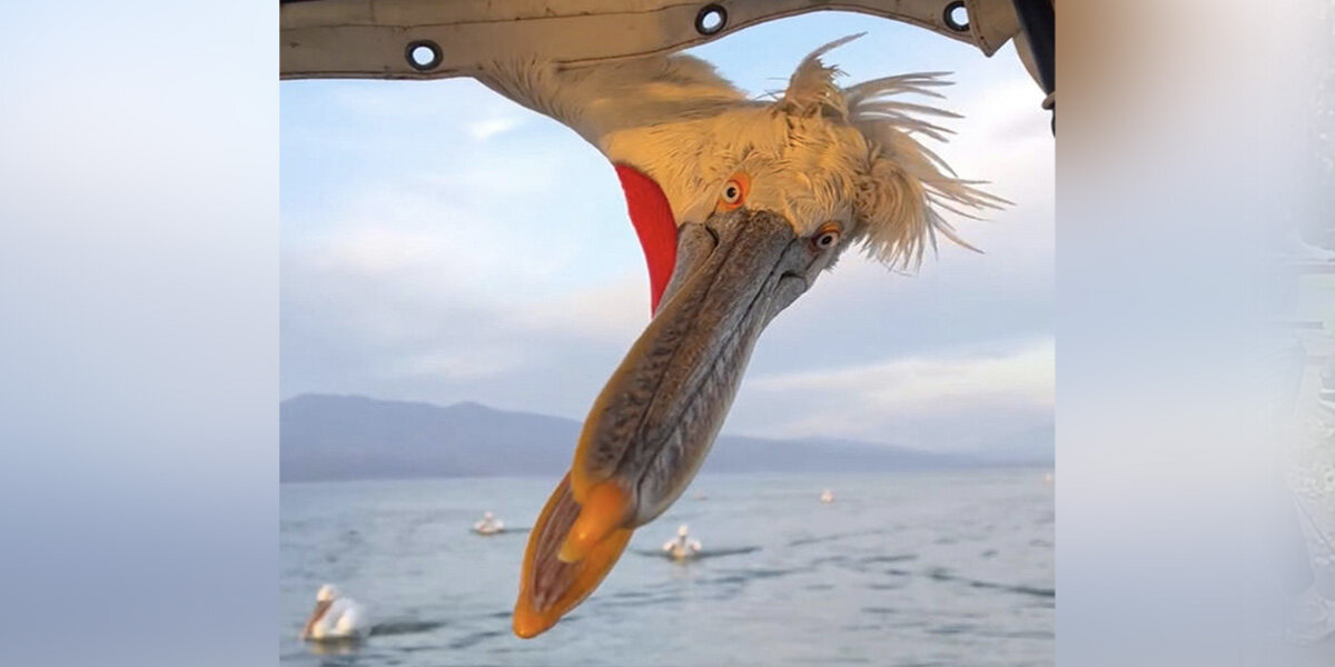 Guy Has Unforgettable Encounter With A 'Living Dinosaur' - The Dodo