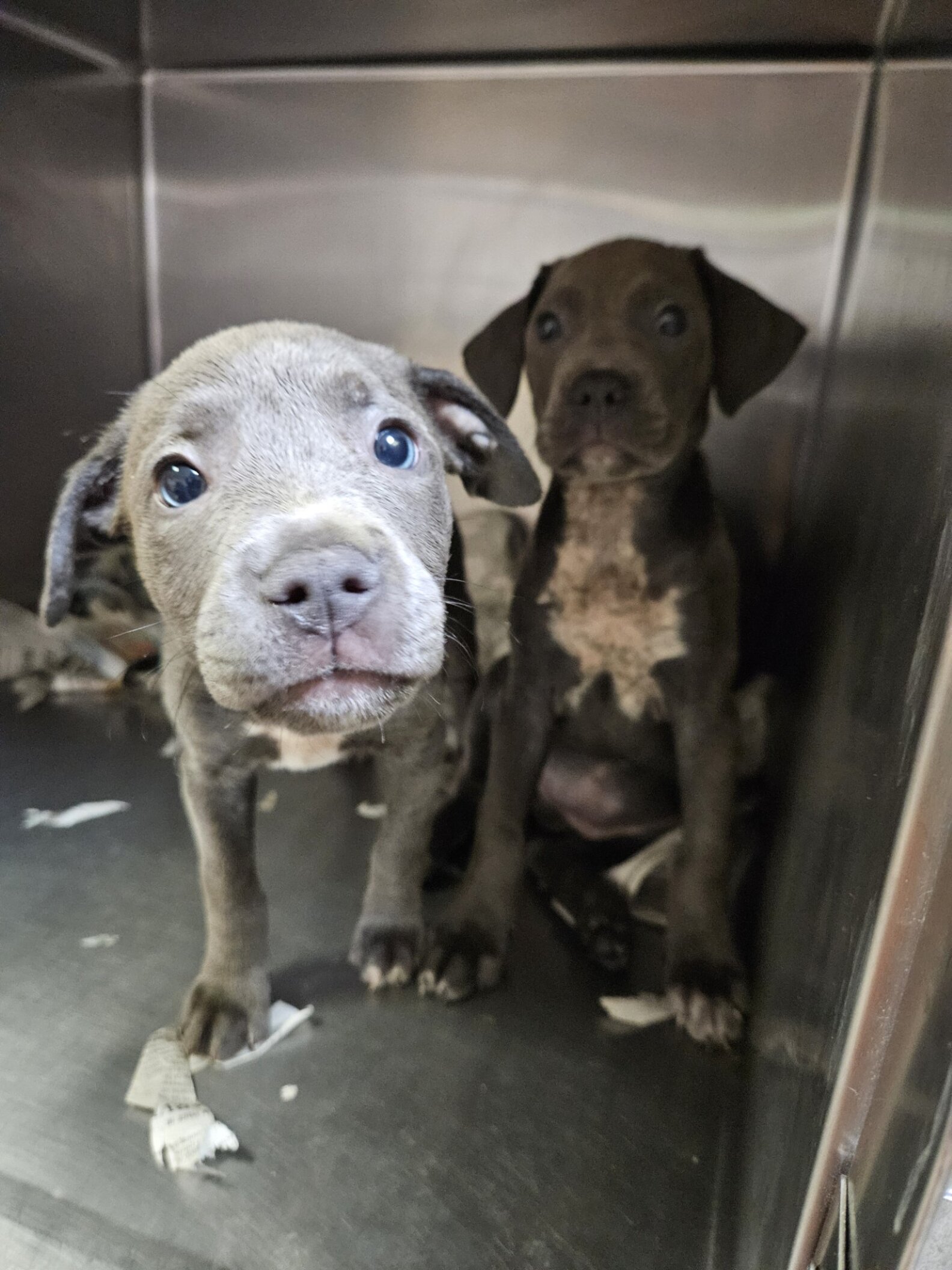 Litter Of 11 Abandoned Puppies Beg Shelter Visitors To Take Them Home ...