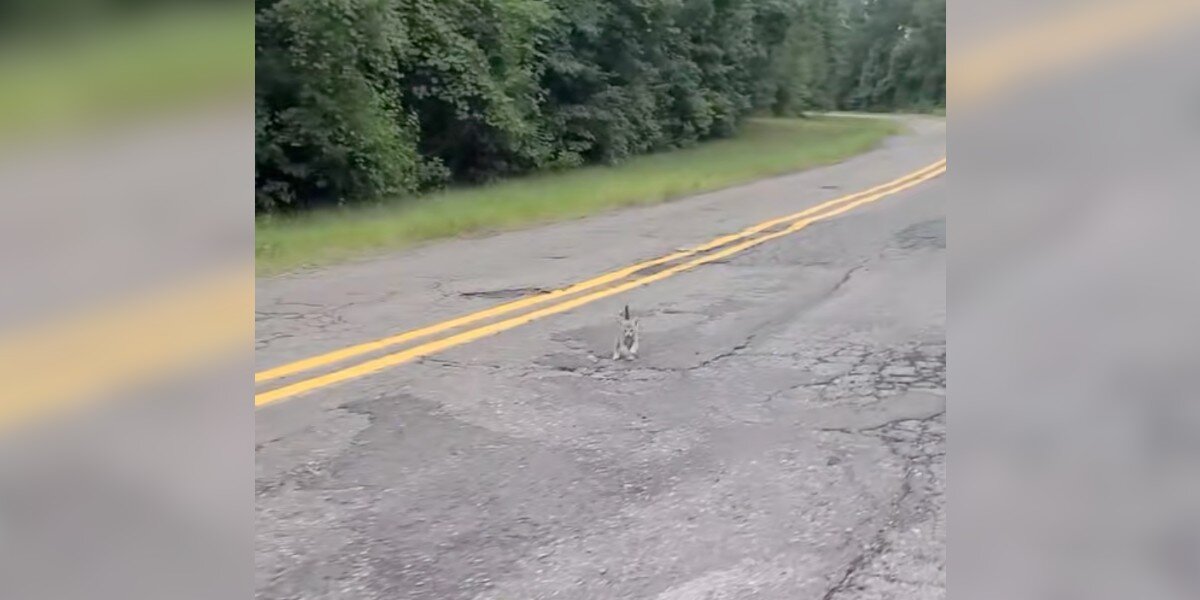 Woman Shocked When Someone Tiny Starts Running At Her Across The Road ...