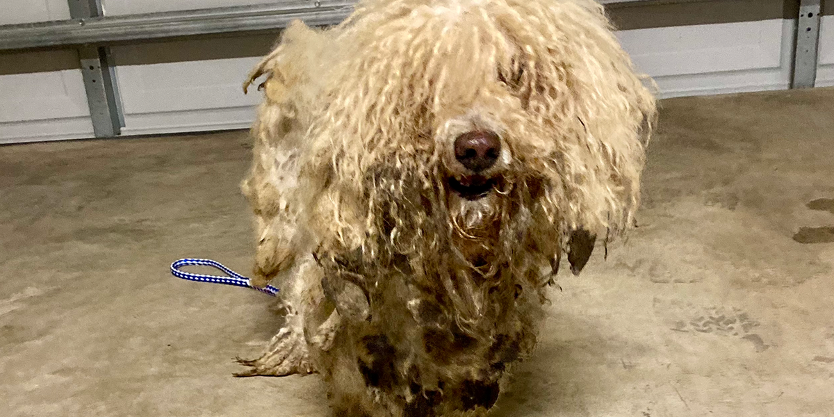 Bonded Matted Dogs Transform Together - Videos - The Dodo