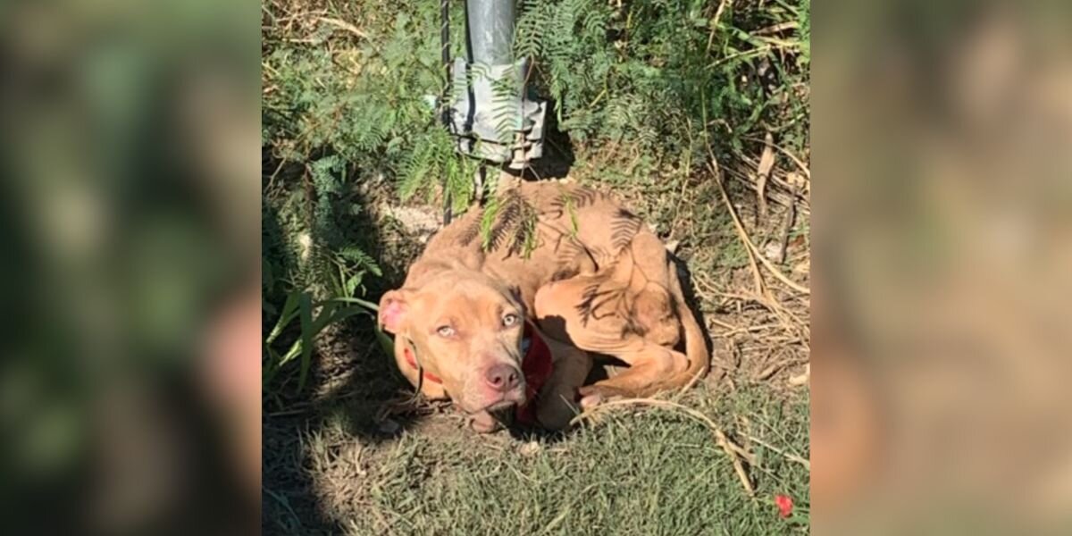Puppy Tied To Pole In 'Middle Of Nowhere' Was Losing Hope — Then She ...