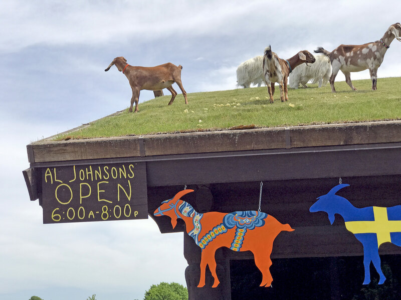 Why Are There Goats on the Roof at Al Johnson’s Swedish Restaurant in ...