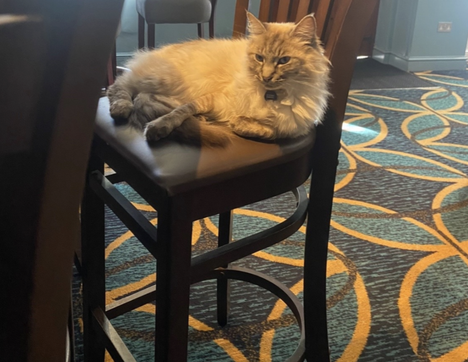 Mom Of Escape Artist Cat Is Always Picking Him Up From The Strangest ...