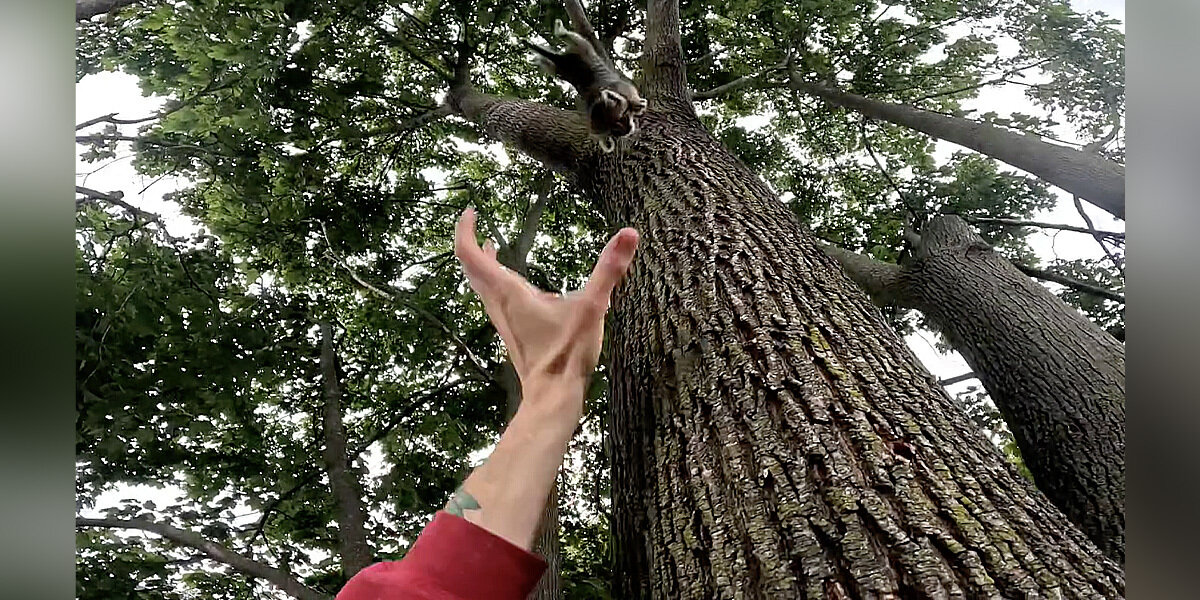 Man Hears 'Screaming' In Tree And Snatches Fluffy Baby Out Of The Air ...