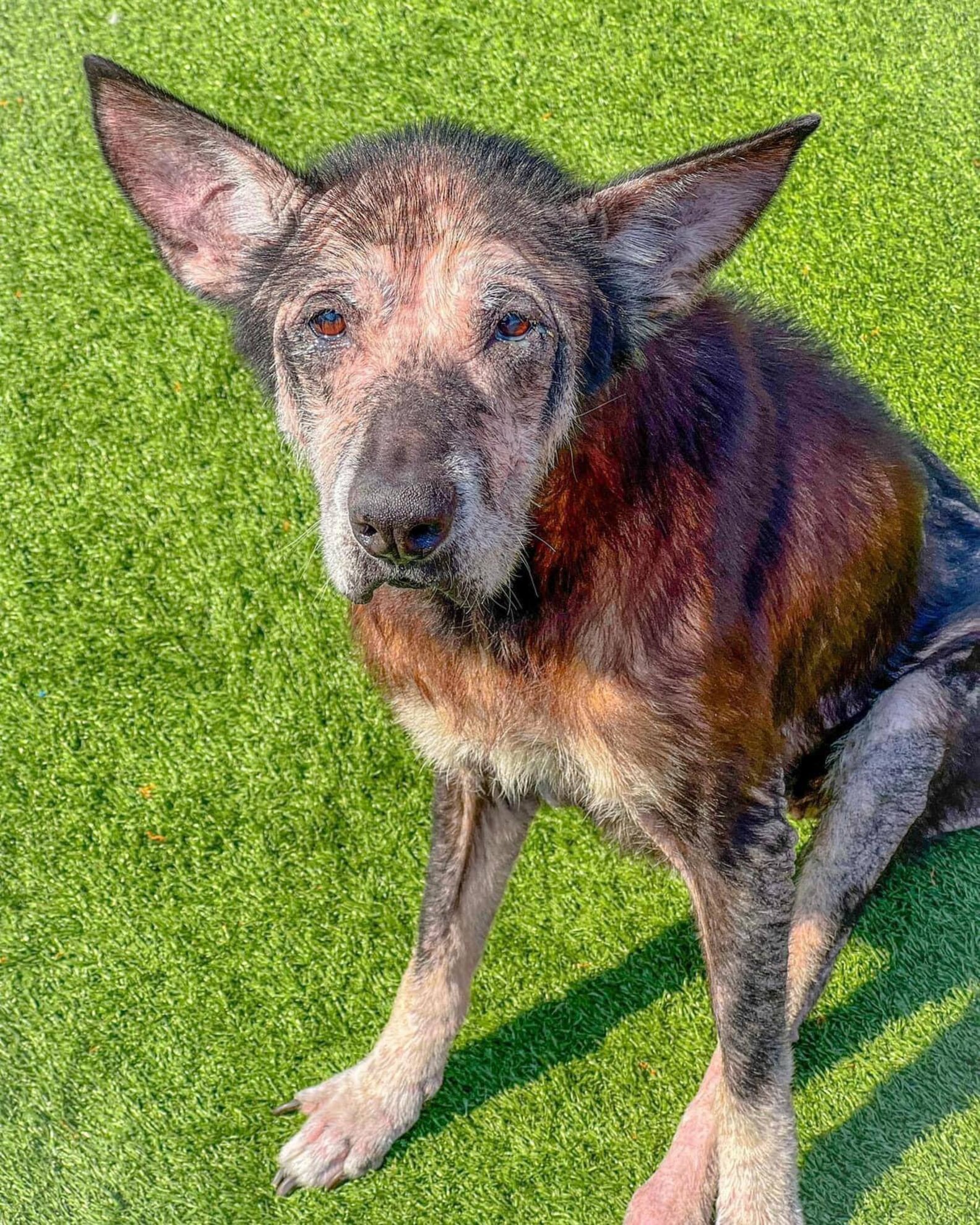 Wrinkly, Wolf-Like Creature Completely Transforms After Being Loved - The Dodo