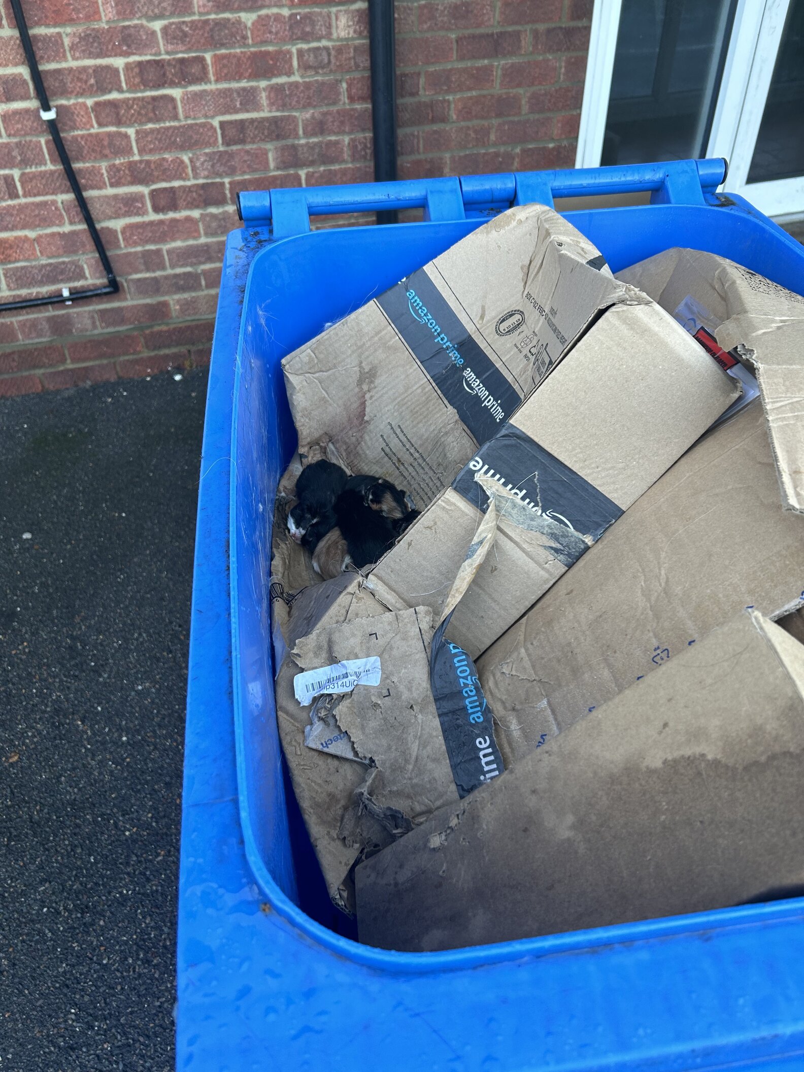 Trash Collectors Stop Short When They Notice Tiny Family Inside Bin ...