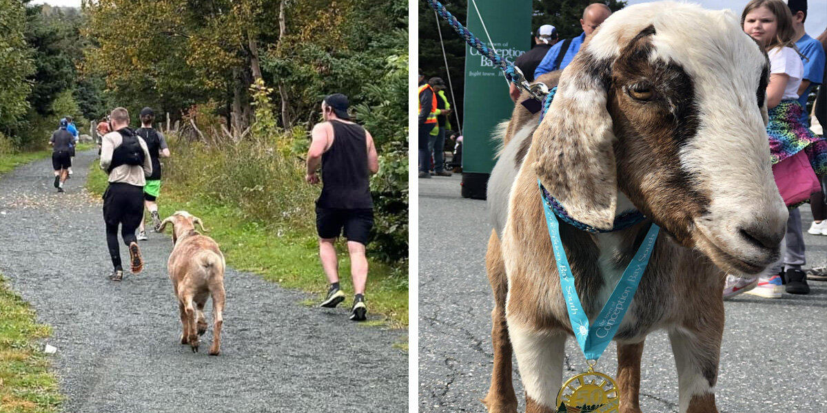 Runaway Goat Wins Gold Medal After Secretly Joining Half Marathon - The ...