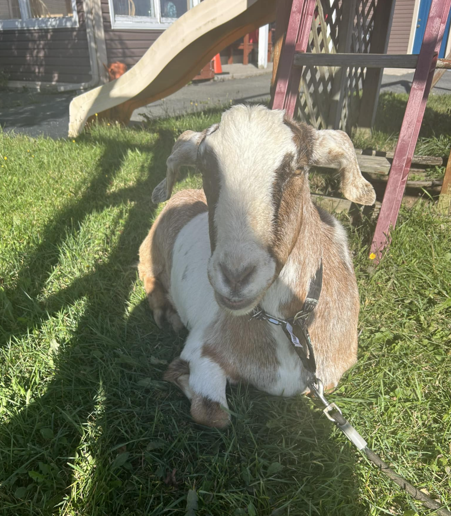 Runaway Goat Wins Gold Medal After Secretly Joining Half Marathon - The ...