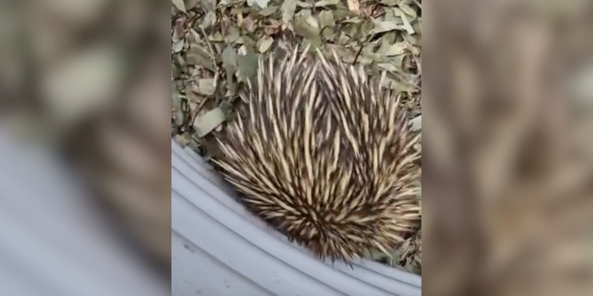 Little Animal Spends Week Curled Up In Ball — Then Reveals Sweetest ...