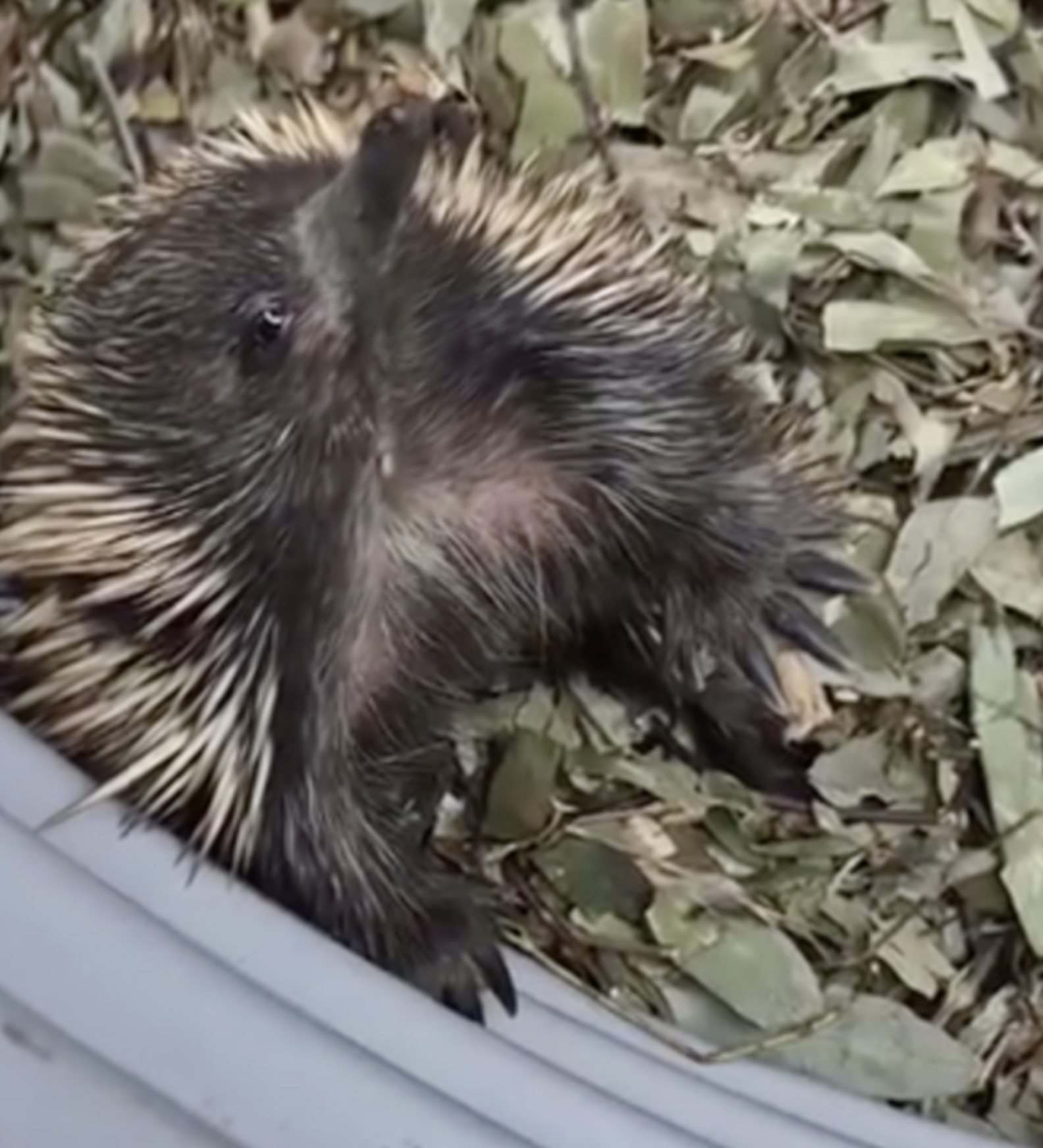 Little Animal Spends Week Curled Up In Ball — Then Reveals Sweetest ...