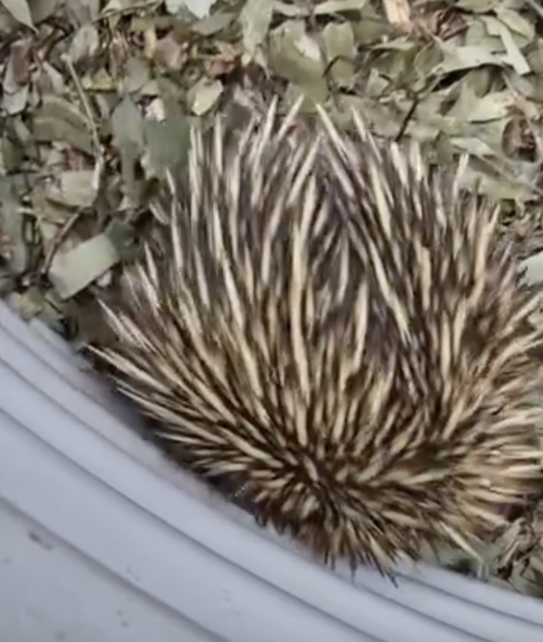 Little Animal Spends Week Curled Up In Ball — Then Reveals Sweetest ...