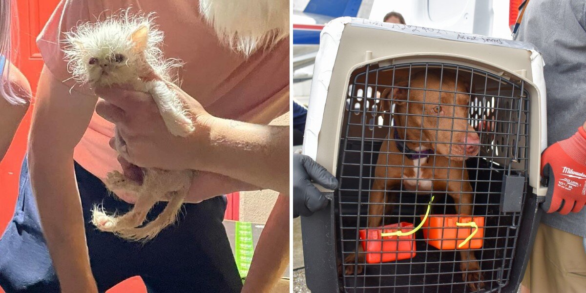 Here’s How To Help Animals Affected By Hurricane Milton - The Dodo