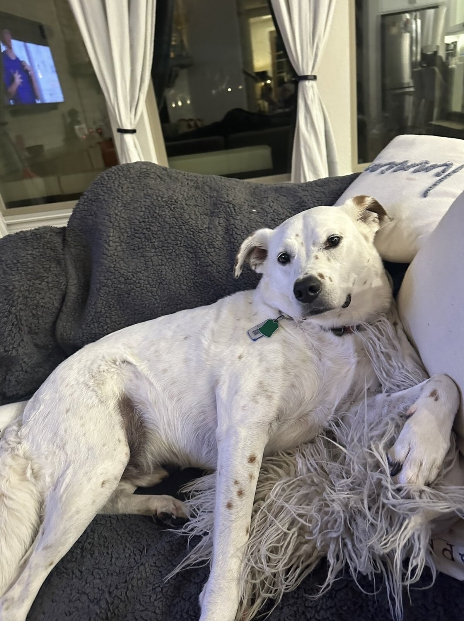 Sitter Shocked By Bag Of Gifts For Pup To Open While Mom's Gone - The Dodo