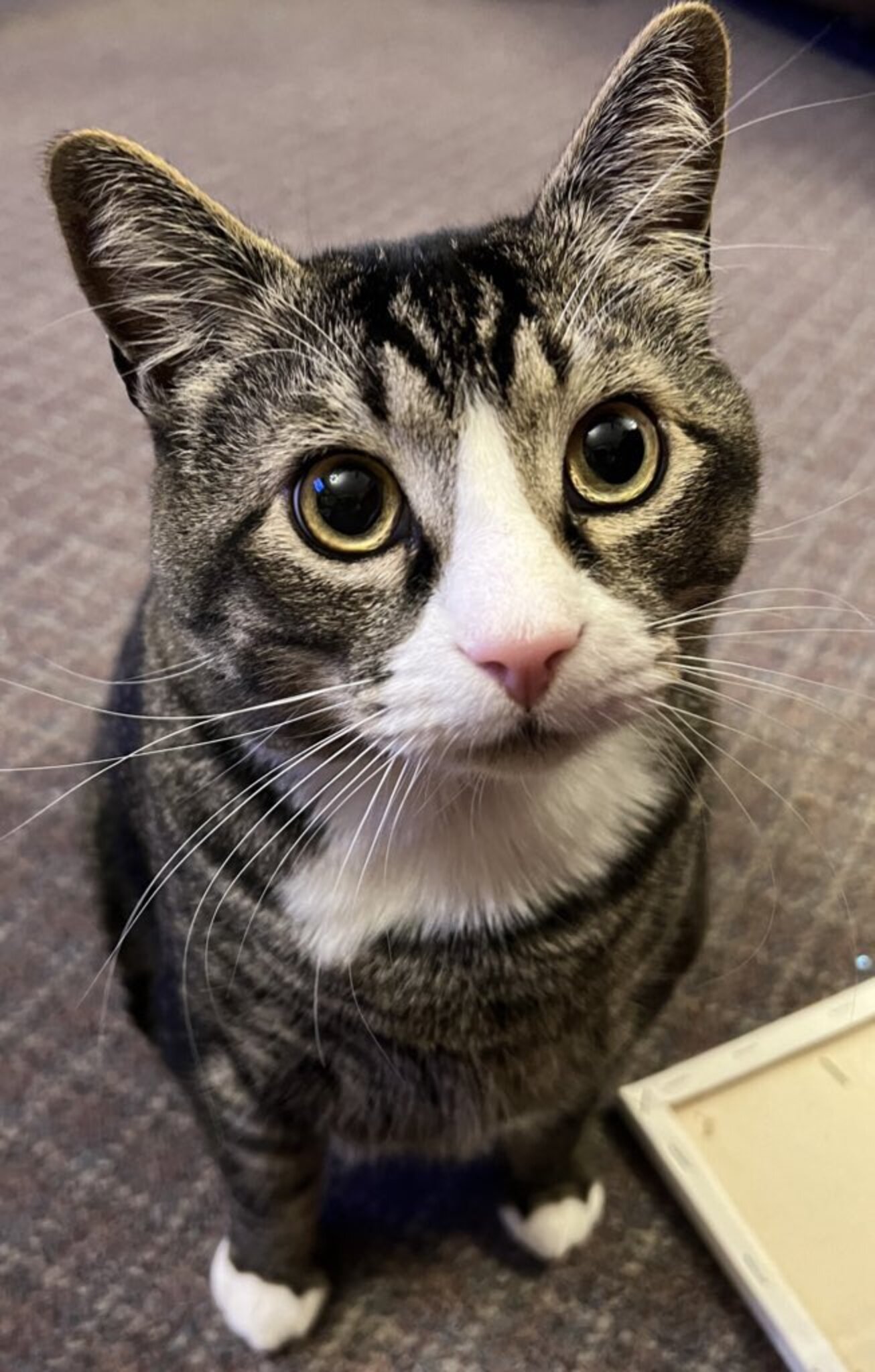 Stray Cat Walks Up To Stranger's Porch And Falls Instantly In Love ...