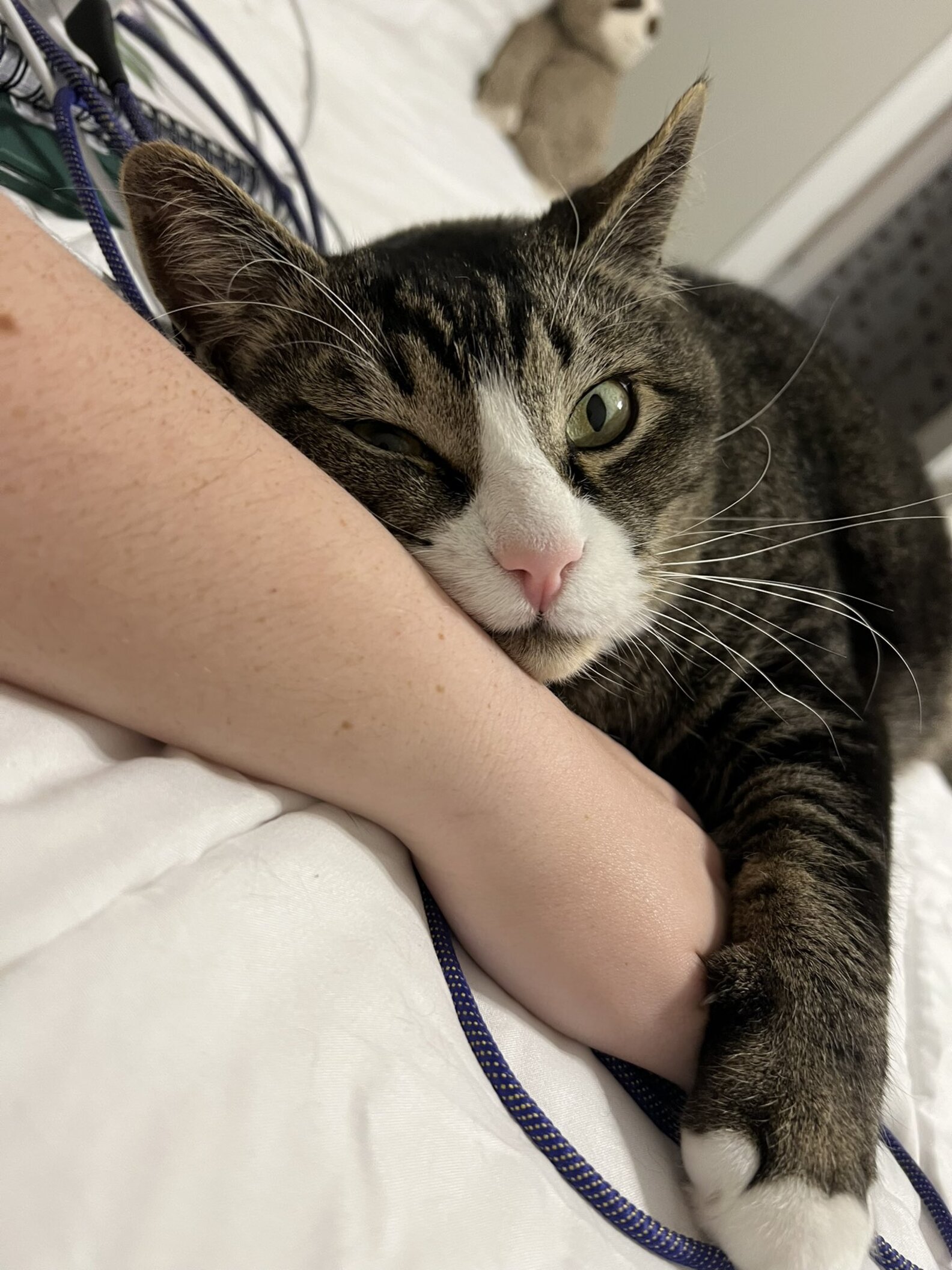 Stray Cat Walks Up To Stranger's Porch And Falls Instantly In Love ...