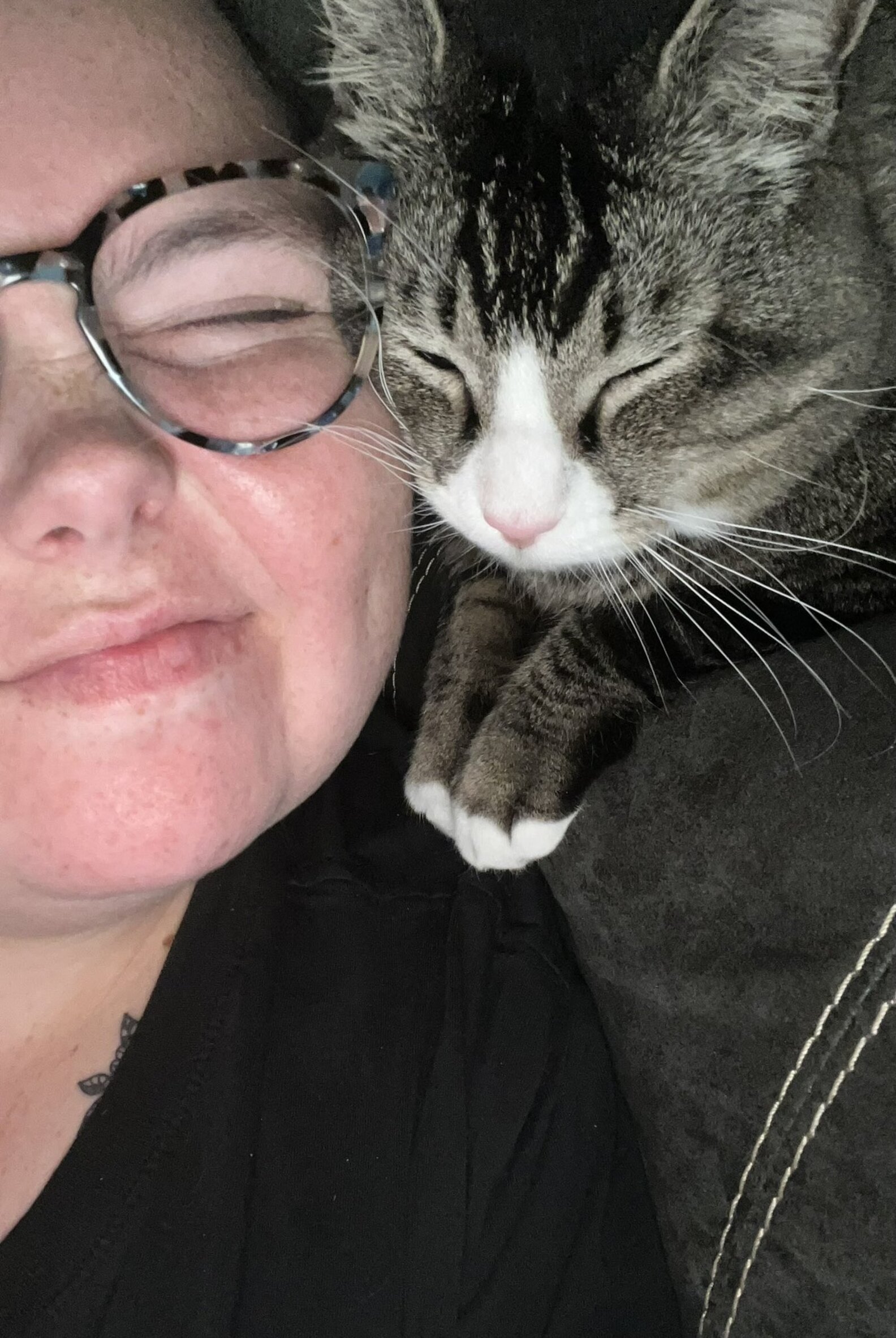 Stray Cat Walks Up To Stranger's Porch And Falls Instantly In Love ...