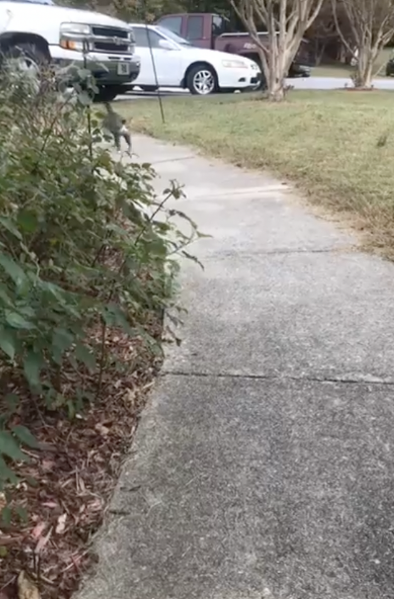 Stray Cat Walks Up To Stranger's Porch And Falls Instantly In Love ...