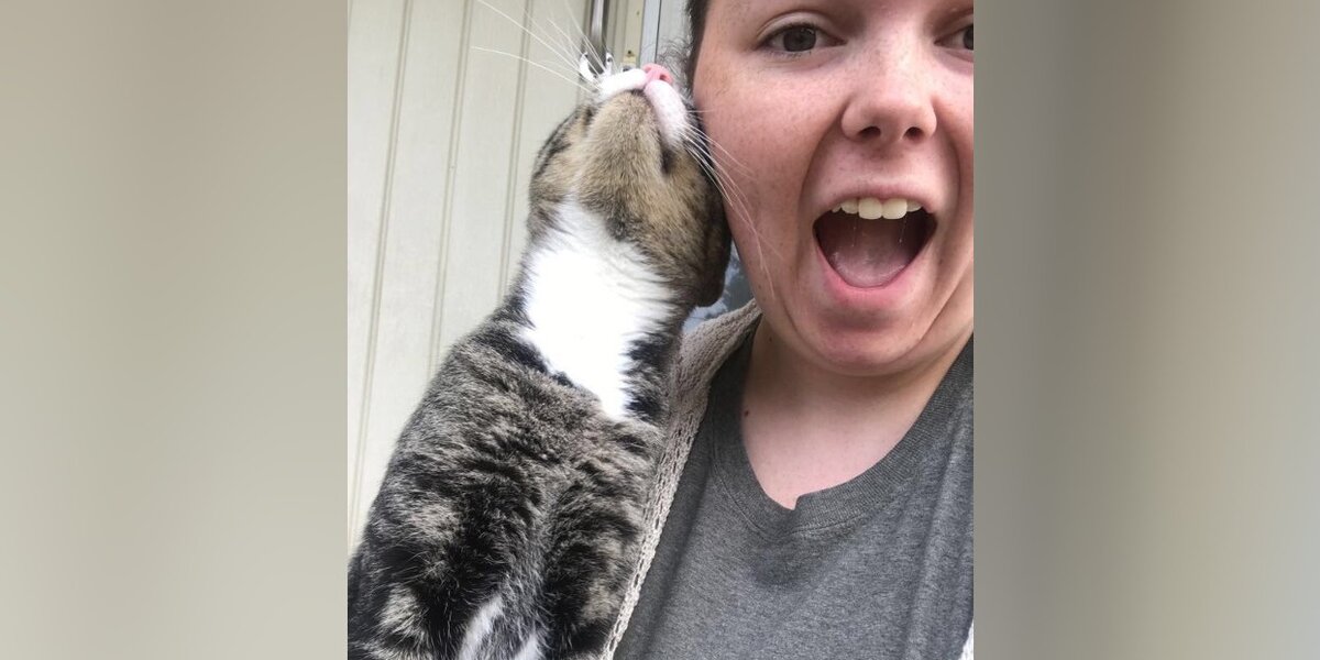 Stray Cat Walks Up To Stranger's Porch And Falls Instantly In Love ...