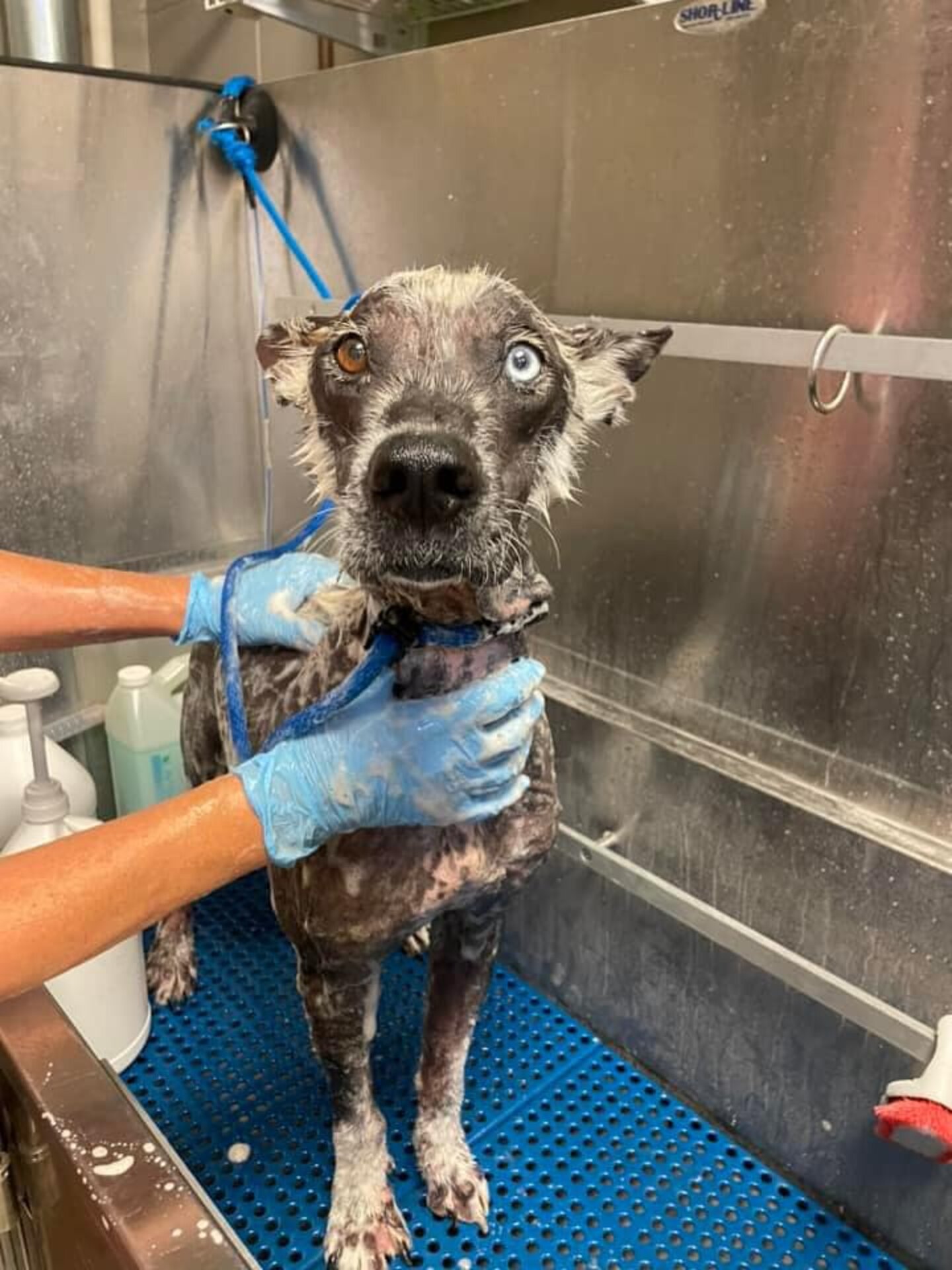 Stray Dog Who Turned To ‘Stone’ Transforms Into A Fluffy Husky In Weeks ...