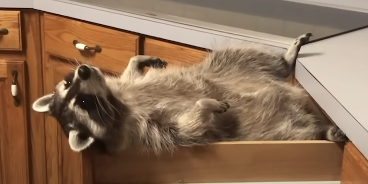 Mischievous Rescued Raccoon Loves Wreaking Havoc Every Chance She Gets ...