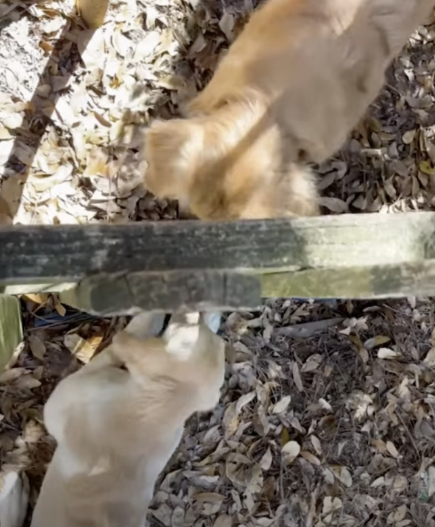Golden Retriever Checks Calendar Every Day After Landing Dream 'Date ...