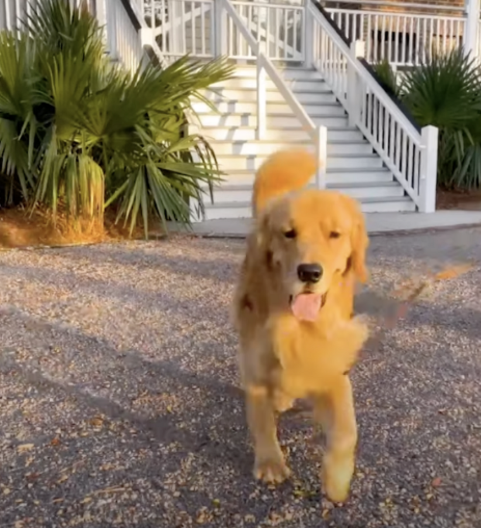 Golden Retriever Checks Calendar Every Day After Landing Dream 'Date ...
