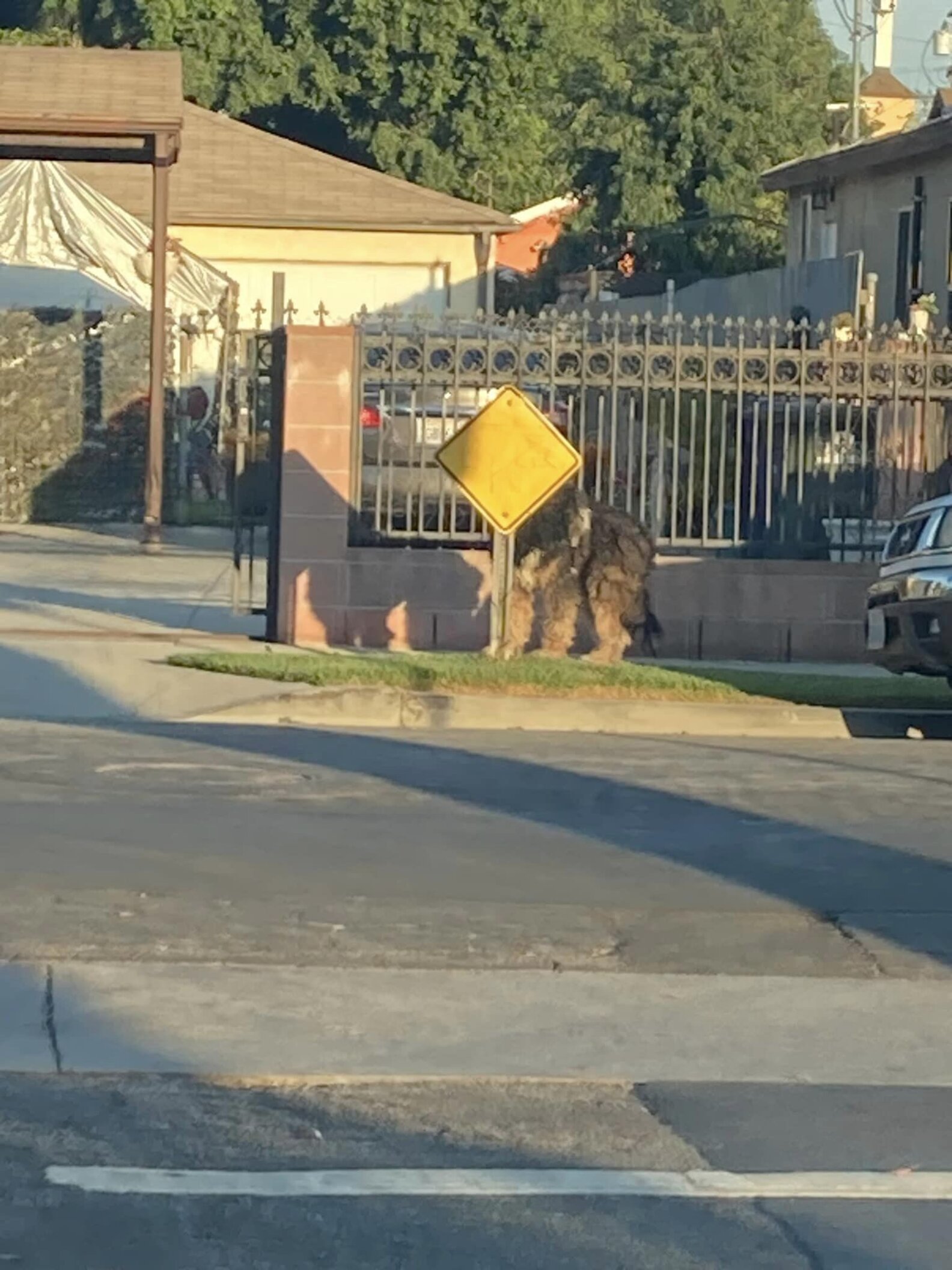 Neighbors Band Together To Save Stray Giant With 'Dreadlocks' - The Dodo