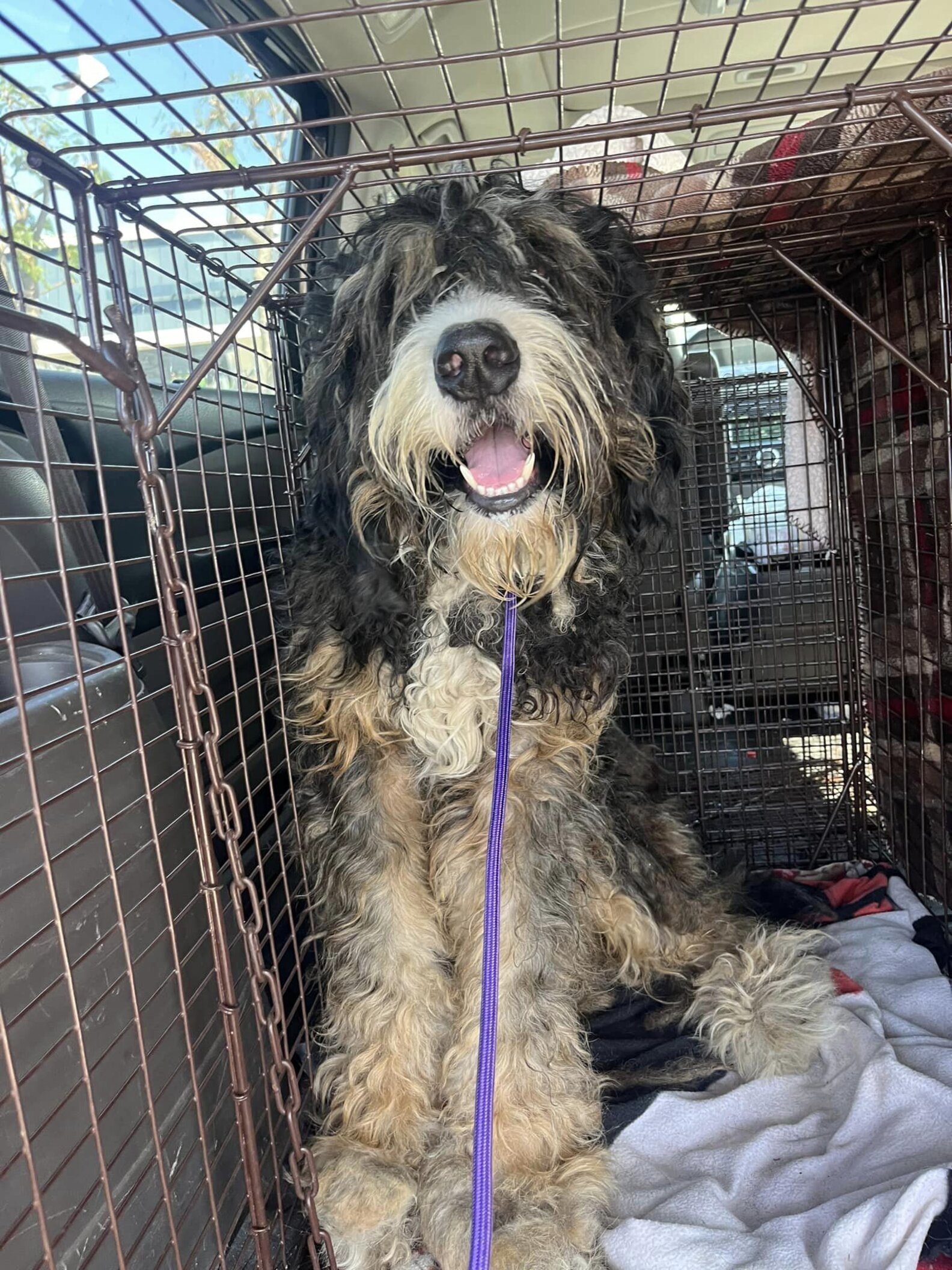 Neighbors Band Together To Save Stray Giant With 'Dreadlocks' - The Dodo