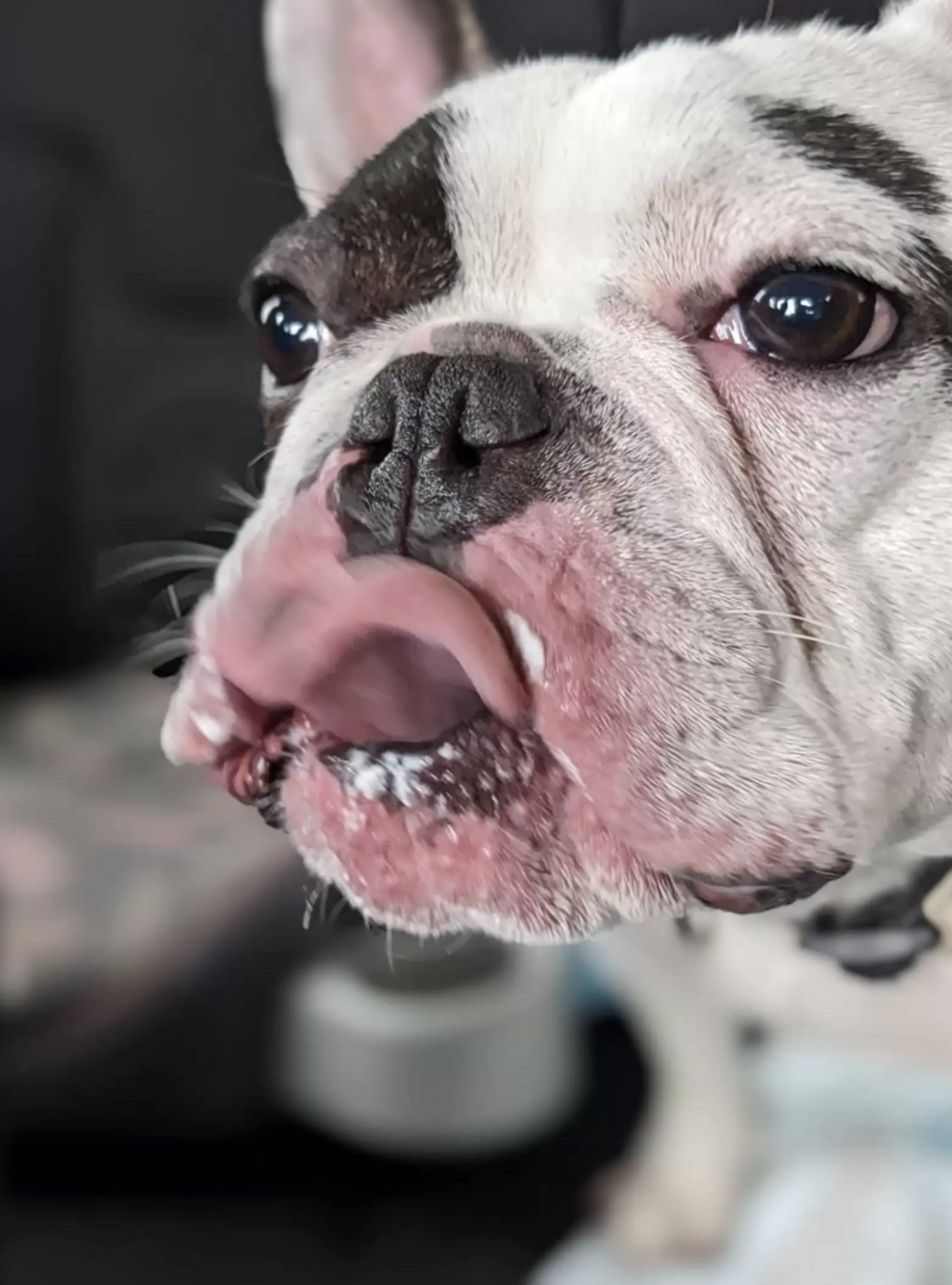 'Demon Dog' Returned To Shelter 3 Times Discovers A Love Of ...