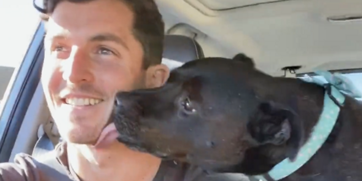 Ultimate Pet Routines with Drew & Dennis Harrisberg - Videos - The Dodo