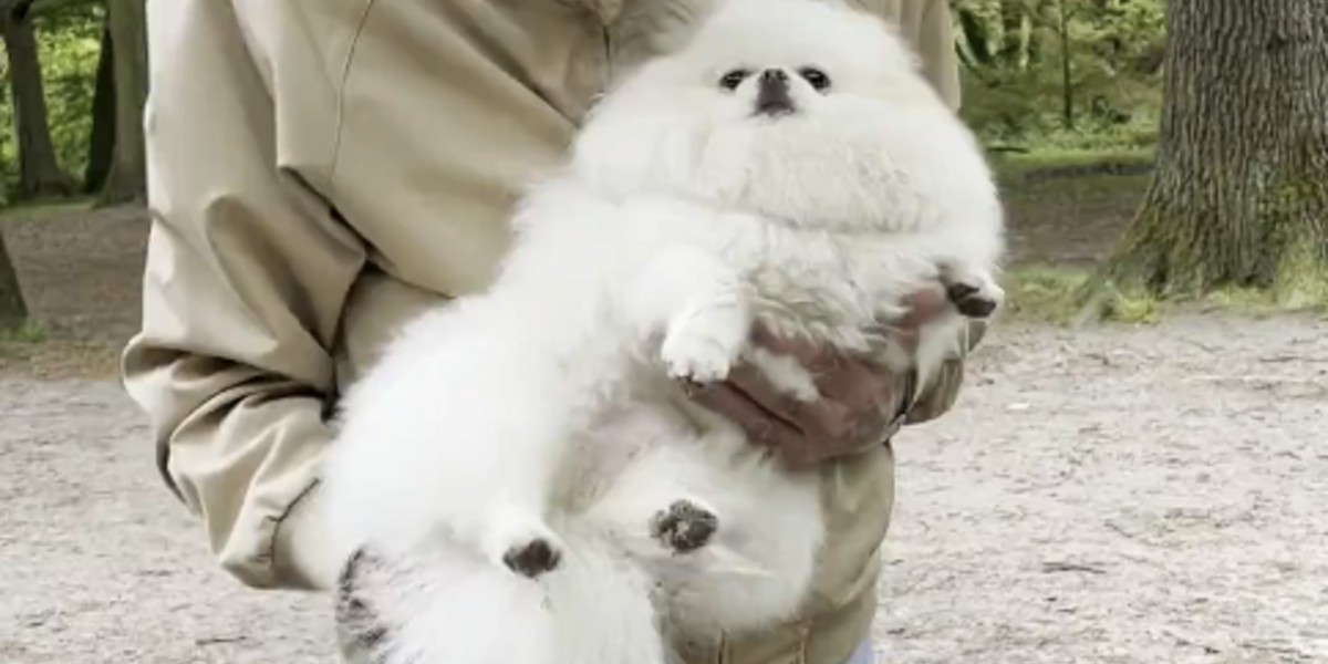 Ultimate Pet Routines with Dad and Dolly - Videos - The Dodo