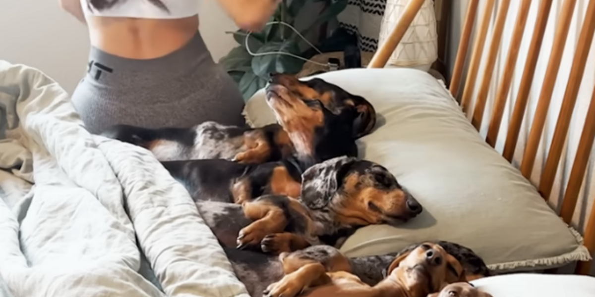 Weiner Dogs Go To Their Favorite Place with Yuna - Videos - The Dodo