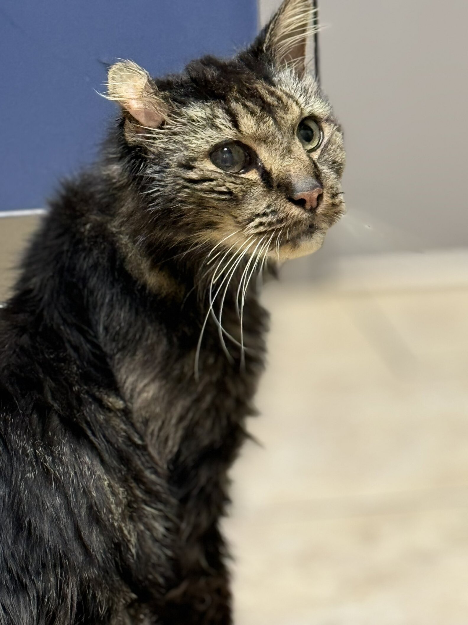 14-Year-Old Stray Cat Turns Into A Kitten Again When He Gets His First ...