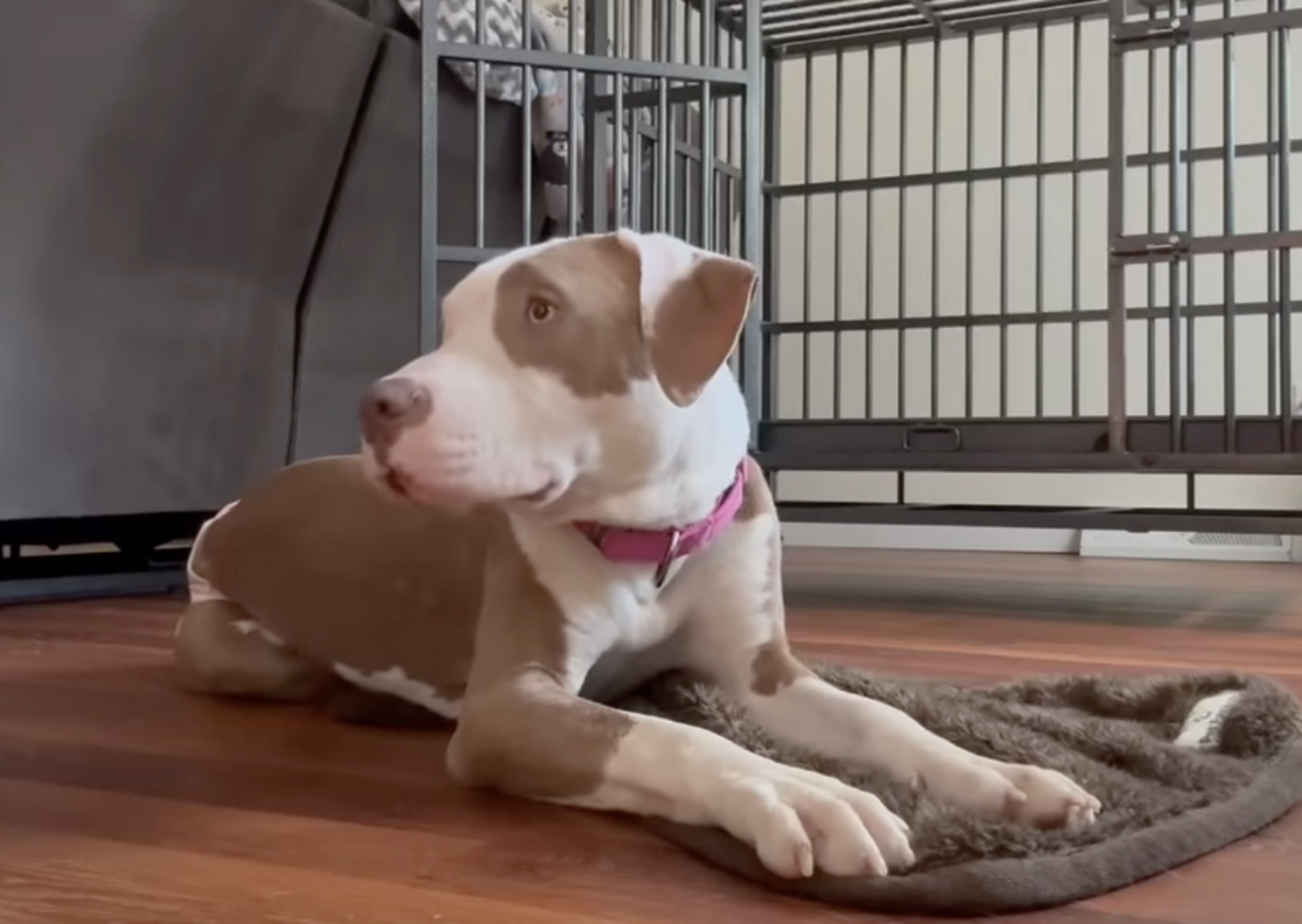 Starving Stray Dog Thought She'd Reached The End — Then Came A New ...