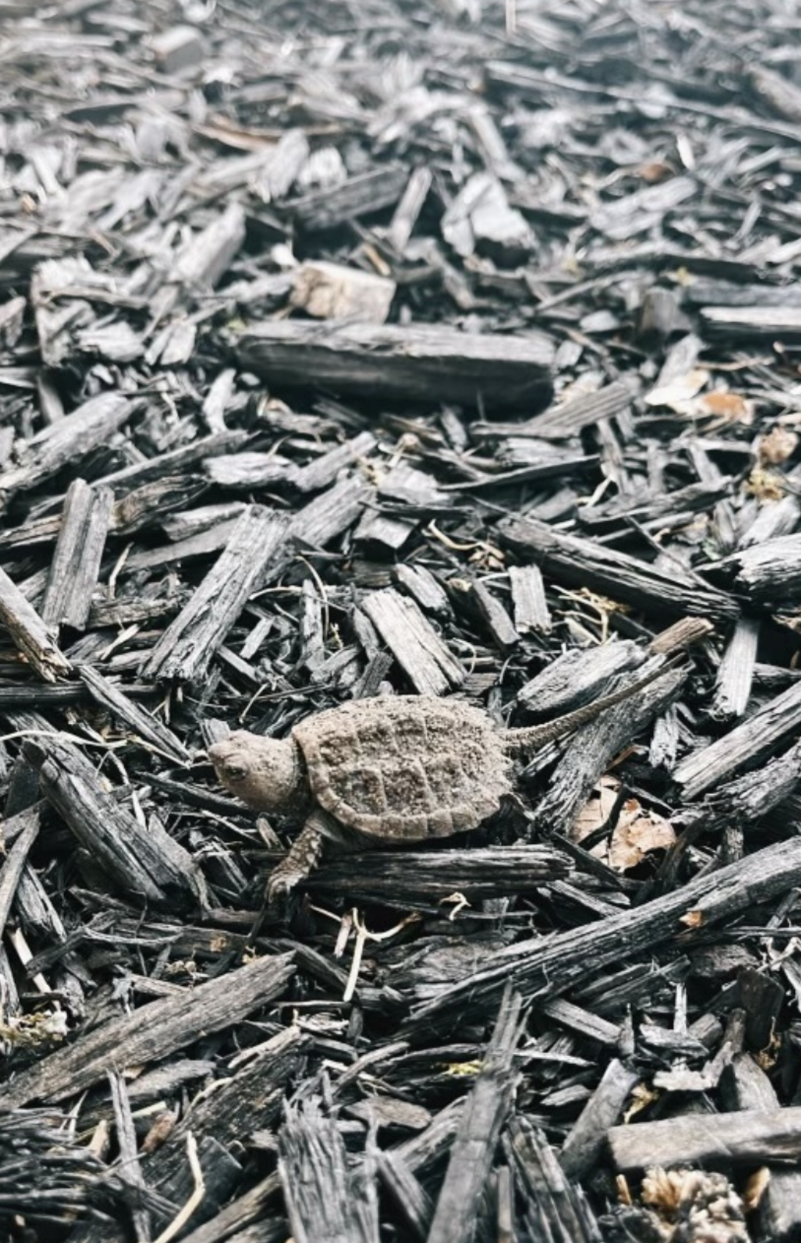 Surprise Babies Emerge From The Ground In The Middle Of Couple's ...